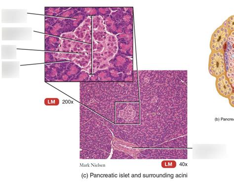Endocrine Histology 8 Diagram Quizlet