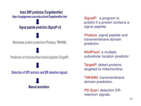 Ppt Eukaryotic Secretome Prediction And Knowledge Base Development