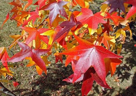 Arbore De Guma 100 Seminte American Sweet Gum Liquidambar