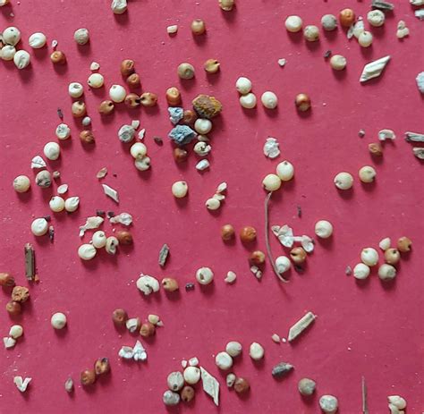 Jowar Folder 3 Venky Object Detection Dataset By X