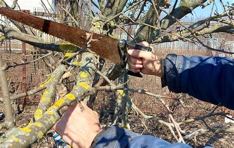 A Step By Step Guide To DIY Tree Pruning When To Call The Professionals Tree Service Integrity