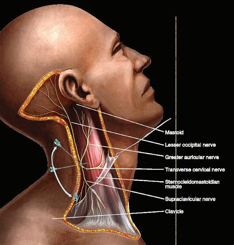 Posterior Auricular Nerve Block