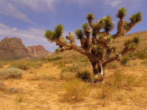 Take A Look At Arizonas Joshua Tree Zuni Village RV Park