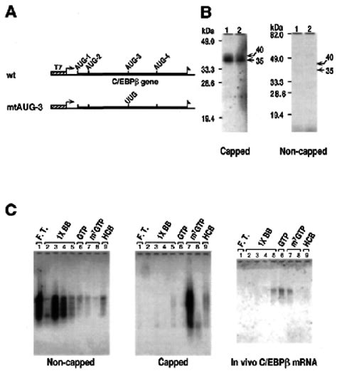 Analysis Of Cebpβ Mrna A Schematic Presentation Of The Cebpβ