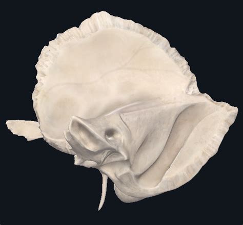 Temporal Bone Medial View Diagram Quizlet