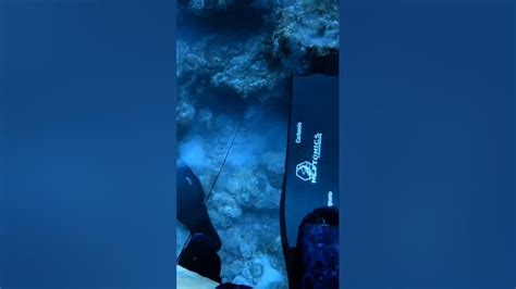 Cubereta Encuevada 🔥 Sea Fyp Ocean Snapper Viralvideo Shorts Hermoso Youtubeshorts