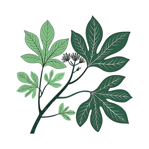 Elegant Sassafras Plant On White 57607646 Vector Art At Vecteezy