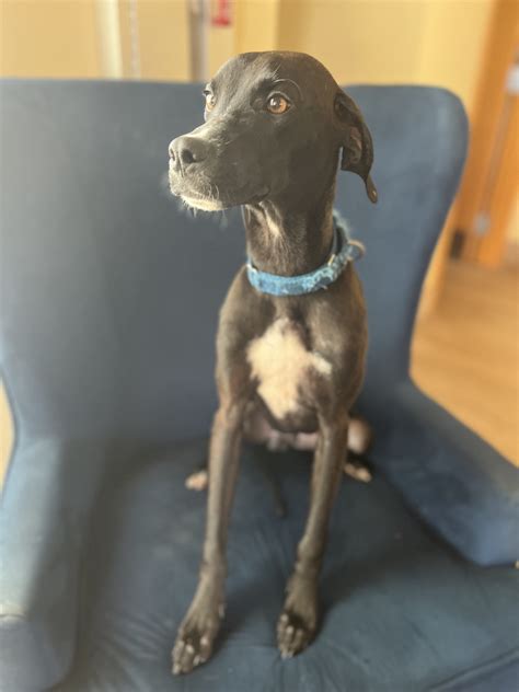 Benji Donte S Den Foundation