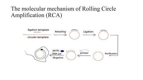 Rca Rolling Cycle Amplification Is A Isothermal Pptx Genetics Science