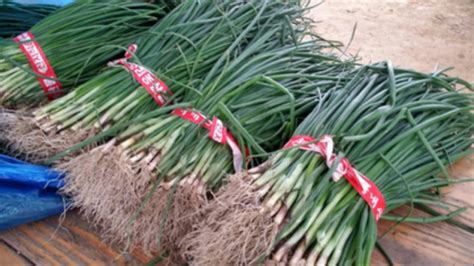 양파모종 판매 양파모종 심는시기 양파재배법 네이버 블로그