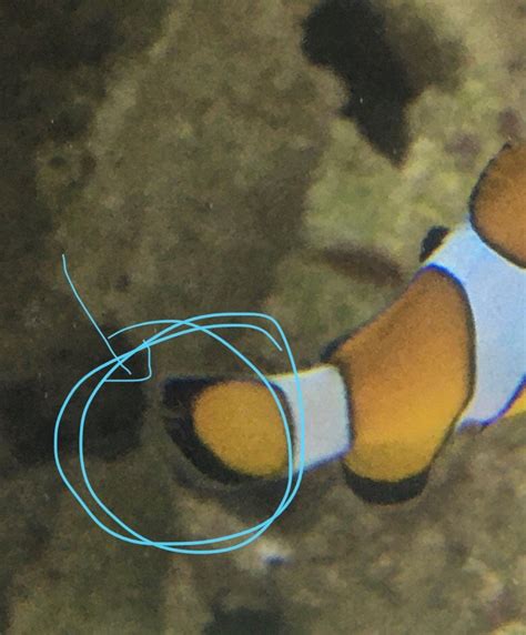 Fin Rot Or Crab Attack On My Clown Reef2reef