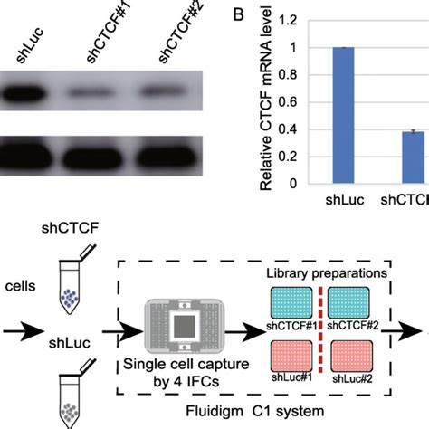 Knockdown Of Ctcf And Schema Of Single Cell Sequencing A Western Blot Download Scientific