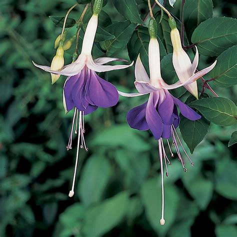 Fuchsia Blue Angel - Beekenkamp Plants