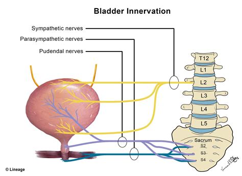 Bladder Diagram