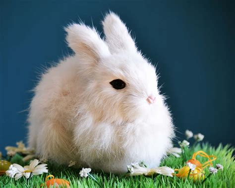 Download Gorgeous White Bunny Wallpapers Com