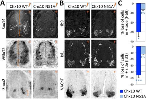 Chx10 Consolidates V2a Interneuron Identity Through Two Distinct Gene