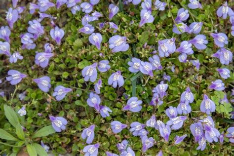 35 Easy Care Ground Cover Plants For Every Garden Petal Republic