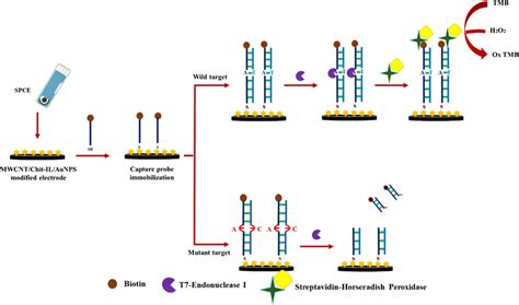 Schematic Illustration Of The Proposed Electrochemical Biosensor For Download Scientific