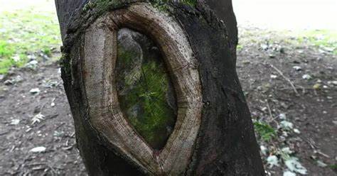 Common Building Defects What Auckland Homeowners Need To Know