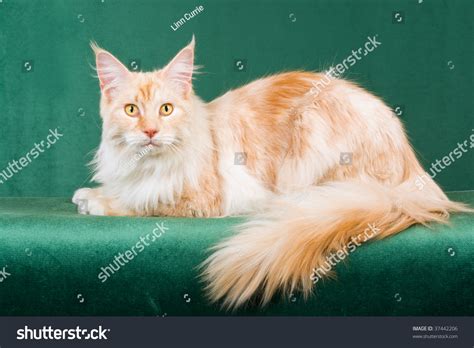 Red Silver Maine Coon