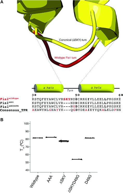 Rational Design And Validation Of A Δsky Fis1 Variant A Superposition