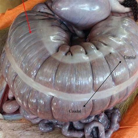 1 Capybara Digestive Tract Stomach ± 2 L Sm Intestine ± 10 M
