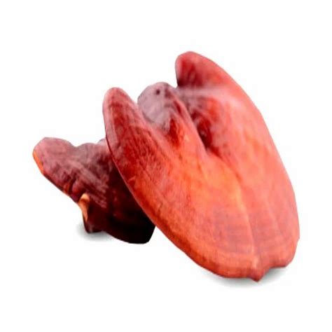 Ganoderma Licidum Reishi Mushroom At ₹ 6900 Kg Reishi Mushroom In Pratapgarh Id 26535990012