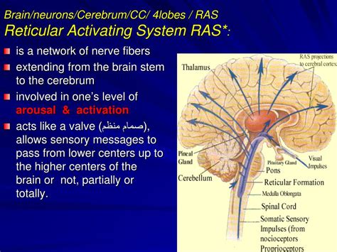 Ppt Brainneuronscerebrum Cerebrum Powerpoint Presentation Free
