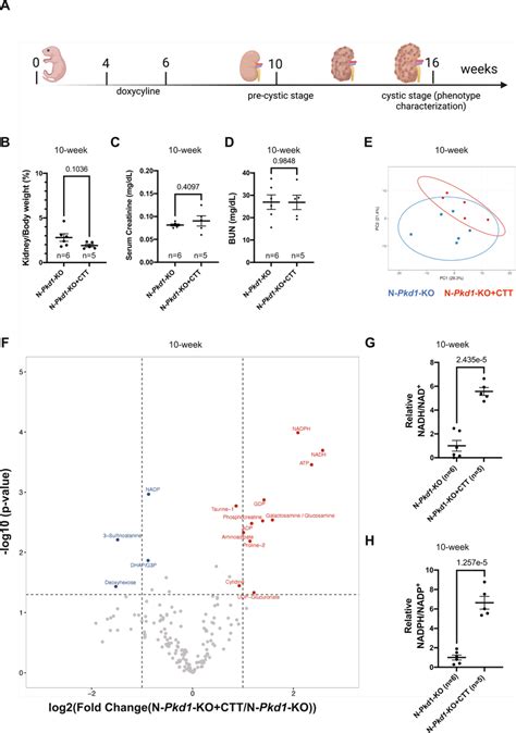 Ctt Expression In Pre Cystic Mice Reveals Pronounced Ctt Dependent
