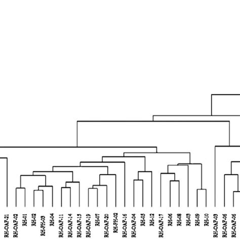 Dendrogram Of 36 Wild Hip Rose Genotypes Obtained By Average Distance