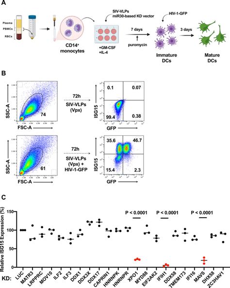 Ifih1 Mda5 Is Required For Innate Immune Detection Of Intron
