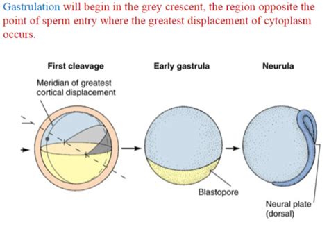 Developmental Bio Morphogenesis Flashcards Quizlet