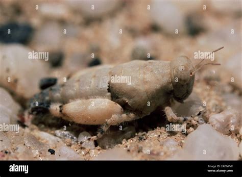 Stone Mimic Grasshopper Order Orthoptera Photographed In Namibia