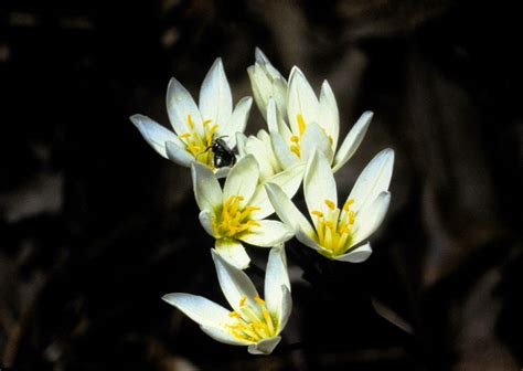 Nothoscordum Bivalve Alliaceae