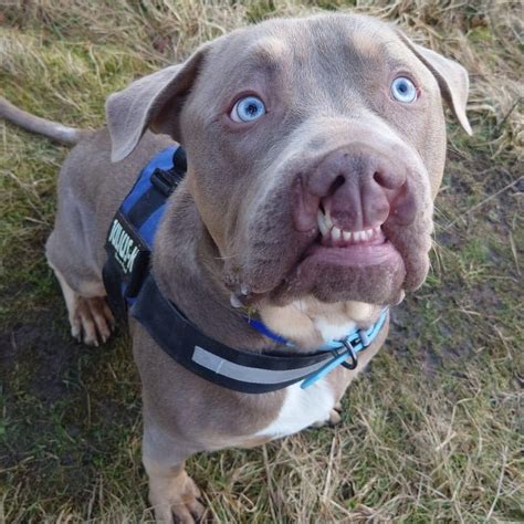 Cleft Palate Dogs And Puppies — Rescue Me