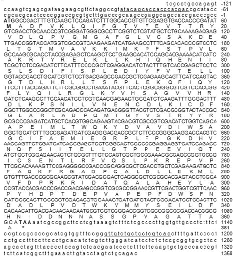 Partial Nucleotide Sequence And Deduced Amino Acid Sequence Of The Mapk Download Scientific