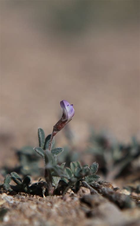 Small Flowered Milkvetch From Hidalgo County Nm Usa On March 27 2023