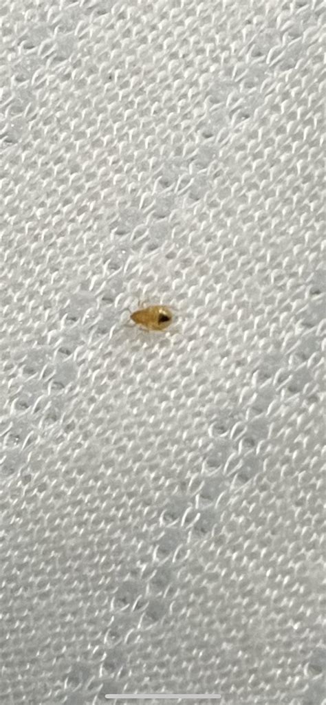Bed Bug Nymph Correct R Bedbugs