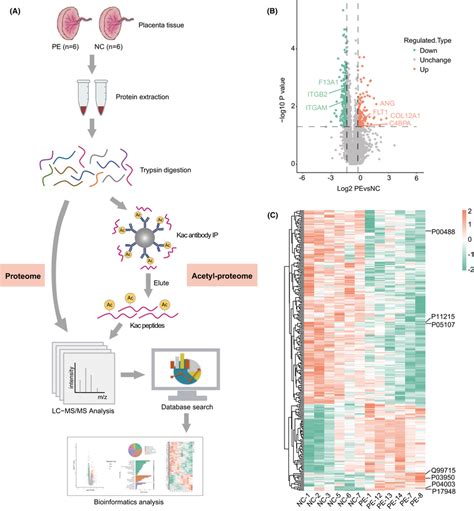 Proteome Profiling In Placental Tissues A Flowchart Of The Download Scientific Diagram