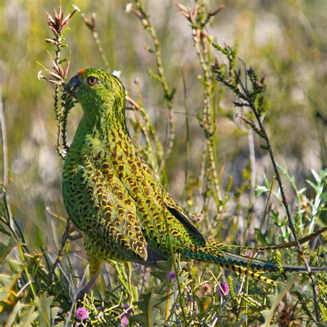 Targeted Action For Highly Threatened Species In The South Coast Region