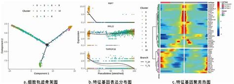 玩转单细胞高级分析 细胞轨迹分析篇 知乎