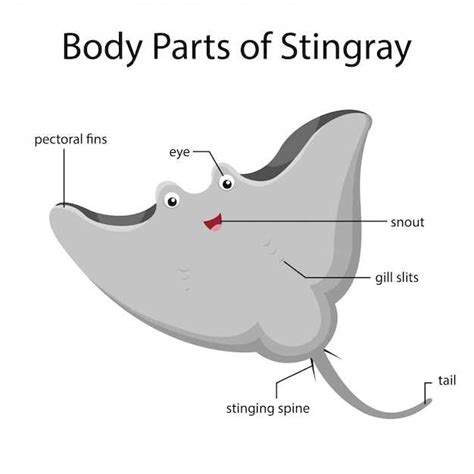 An Illustrated Guide To Understanding Stingray Anatomy