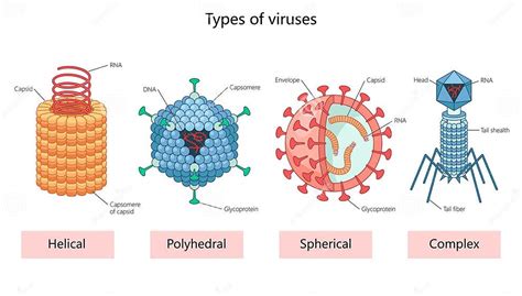 Different Virus Types Diagram Medical Science Stock Illustration