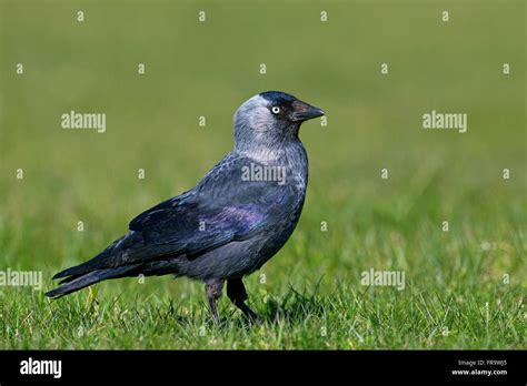 Western Jackdaw European Jackdaw Corvus Monedula Coloeus Monedula