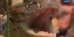 Snakes Sex Tnaflix Com