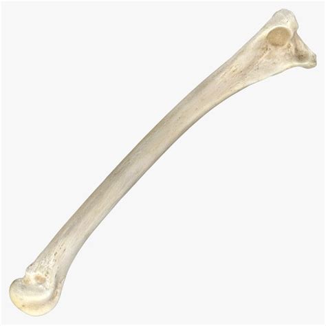 3d Domestic Cat Metacarpal Phalanx Bone 01 Model Turbosquid 1971355