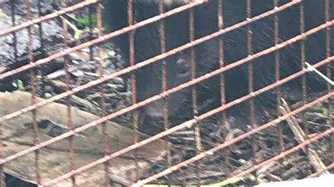 A Hawaii Man Was Trying To Catch Mongoose In His Yard He Captured A