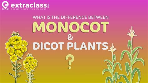 What Is The Difference Between Monocot And Dicot Plants Biology Extraclass Com YouTube