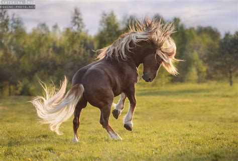 - фотографии - KatyaD - конники - equestrian.ru