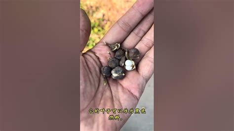 乌桕大戟科乌桕属木本植物其栽培利用记载于《齐民要术》及《农政全书》中 收子取油甚利于民。”乌桕种子附着白色蜡状物质称为 皮油”种仁榨出之油称 清油”是工业时代到来之前的重要经济树种《本草纲目